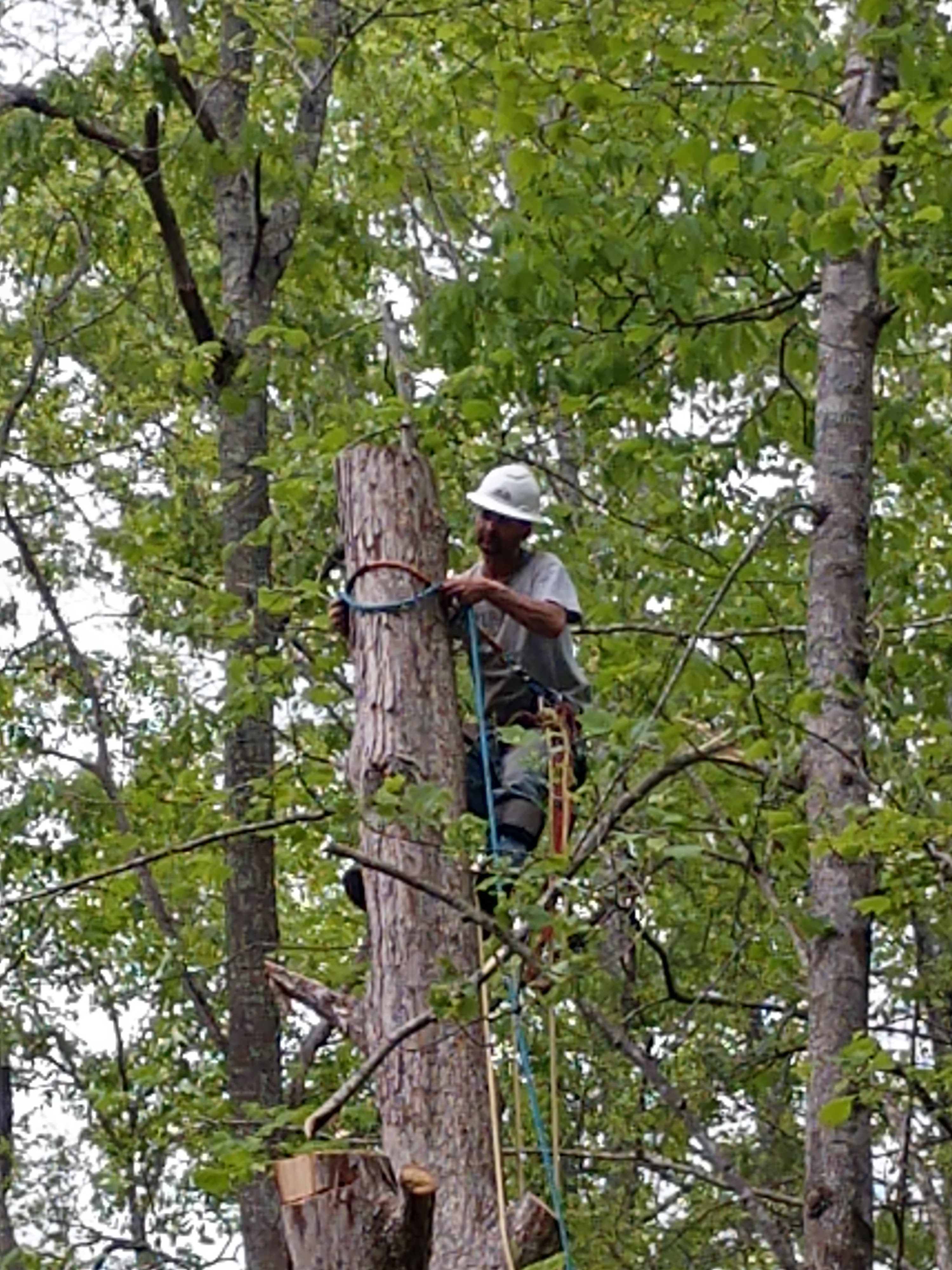 TREE WORK – Native Tree Works
