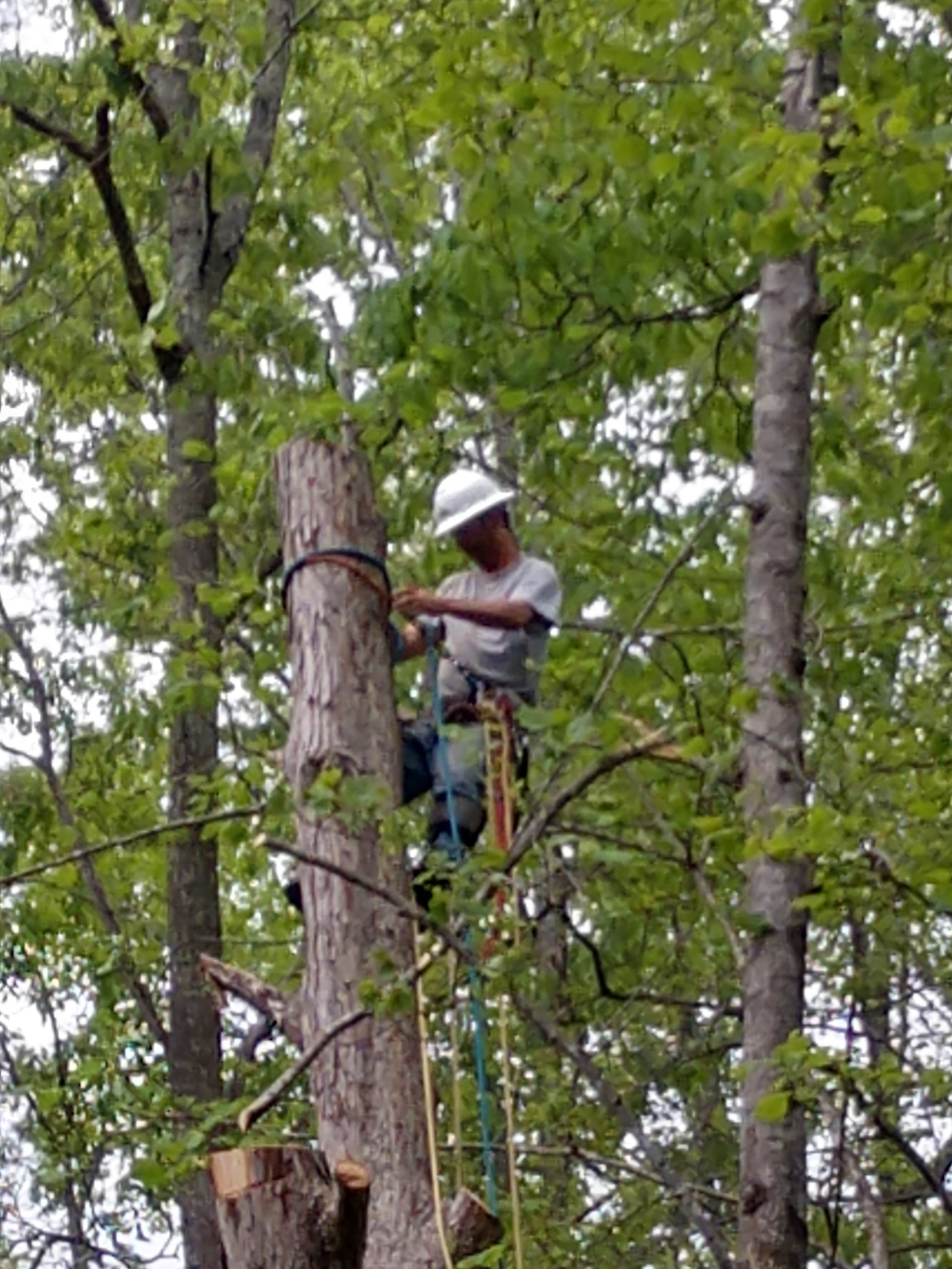 TREE WORK – Native Tree Works