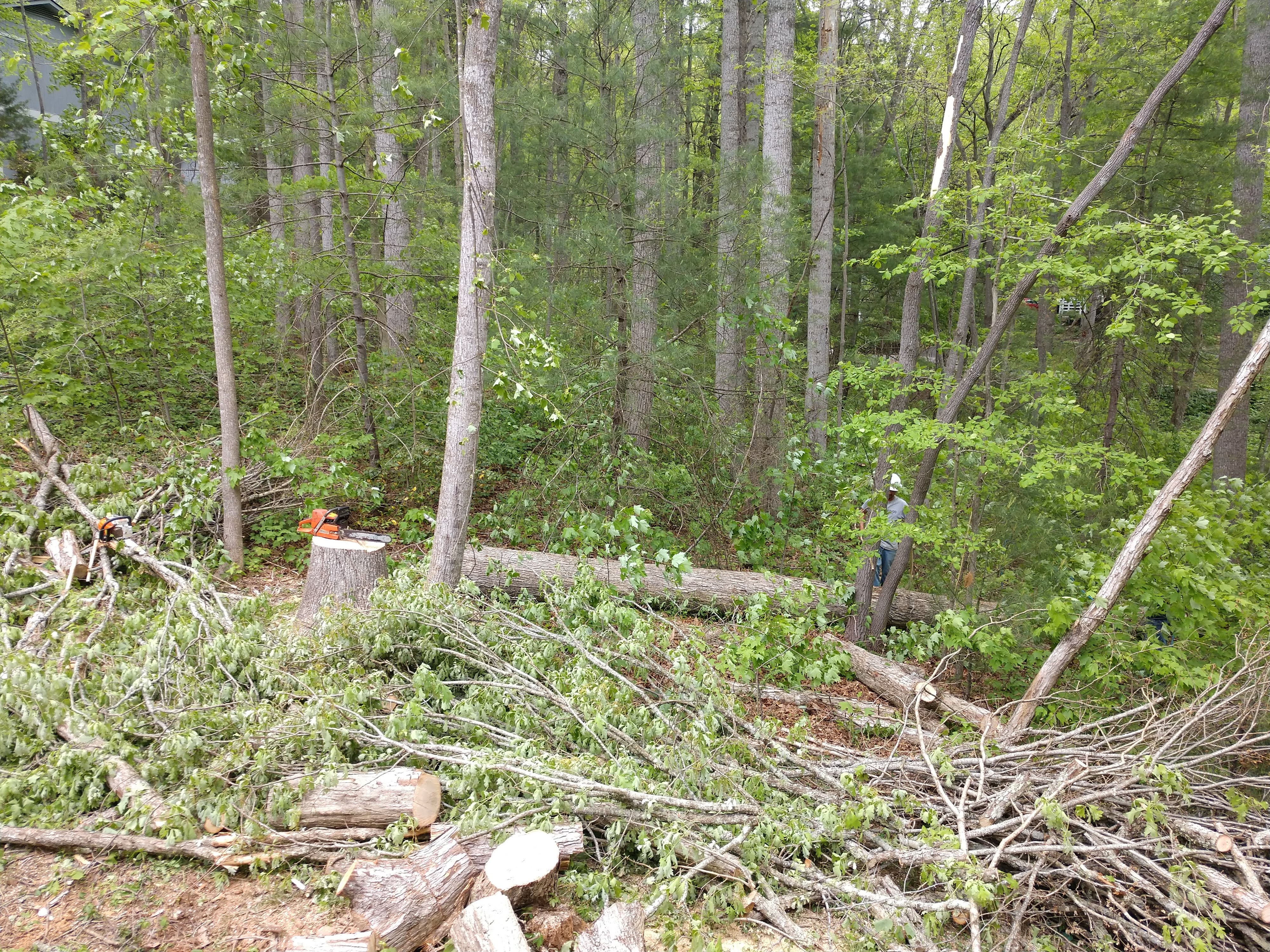 TREE WORK – Native Tree Works